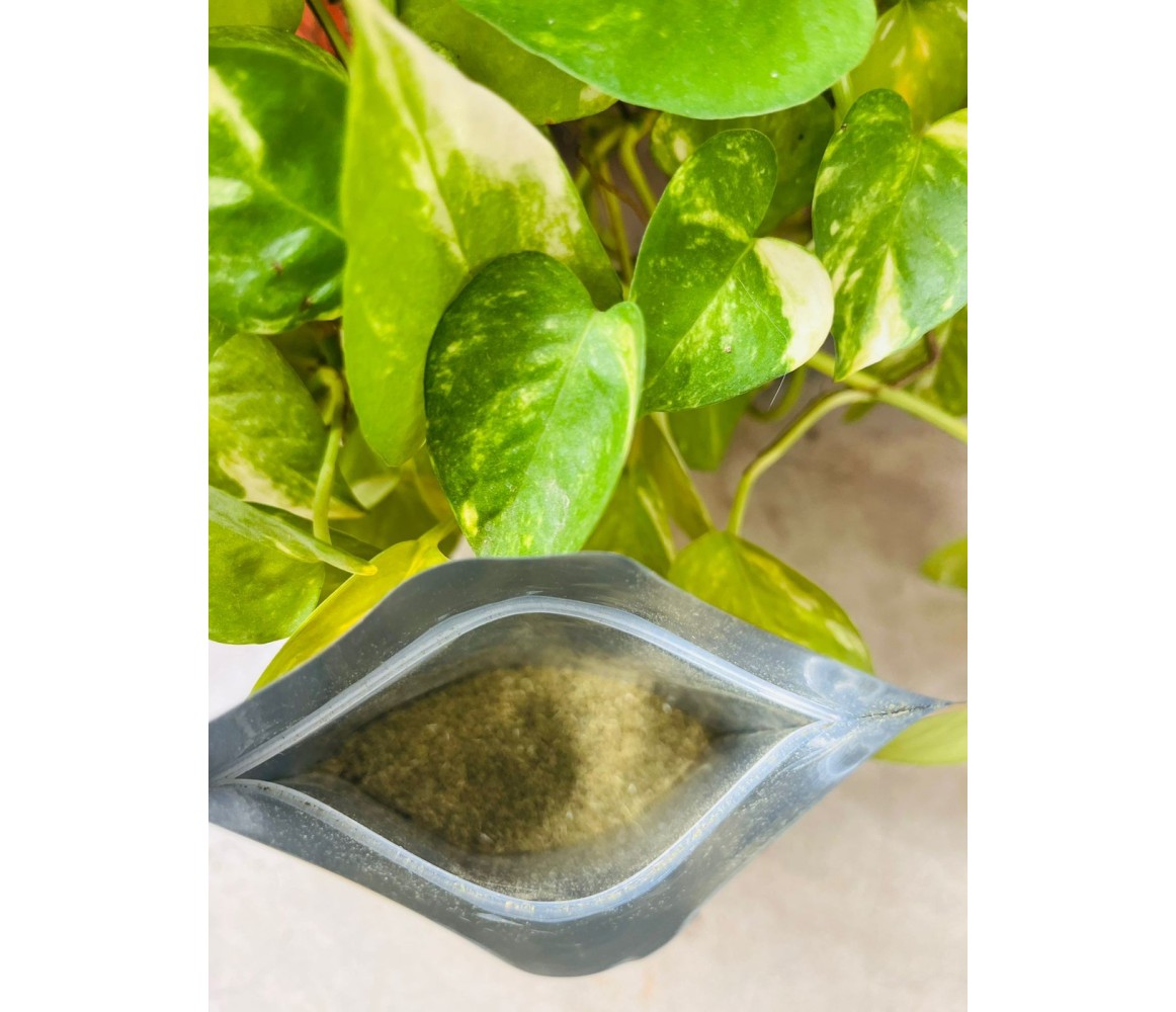 Stevia Dry Leaf Powder – Natural Zero Calorie Sweetener - 50 GM